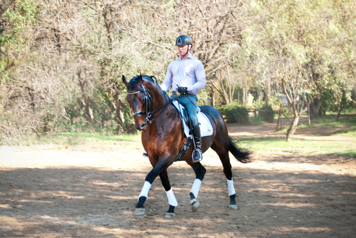 Cellehof Stud & Livery | Don Natiello - Stallion at Stud